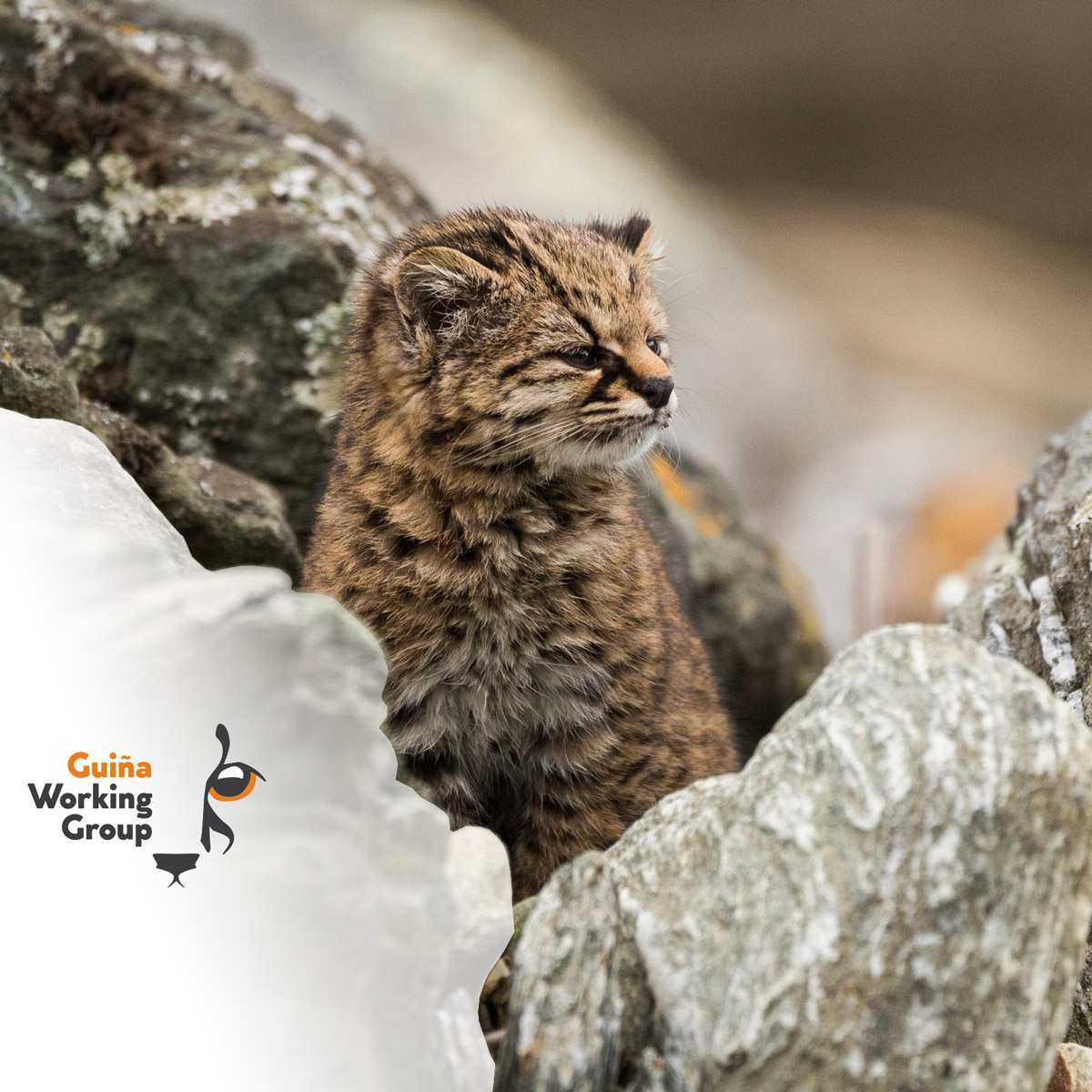 Guiña Working Group